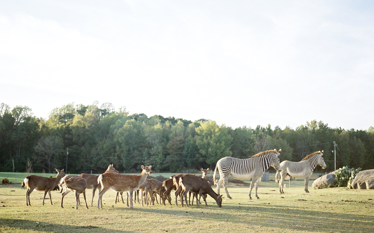 Premier Animal Logistics – Coast to coast exotic and domestic animal ...